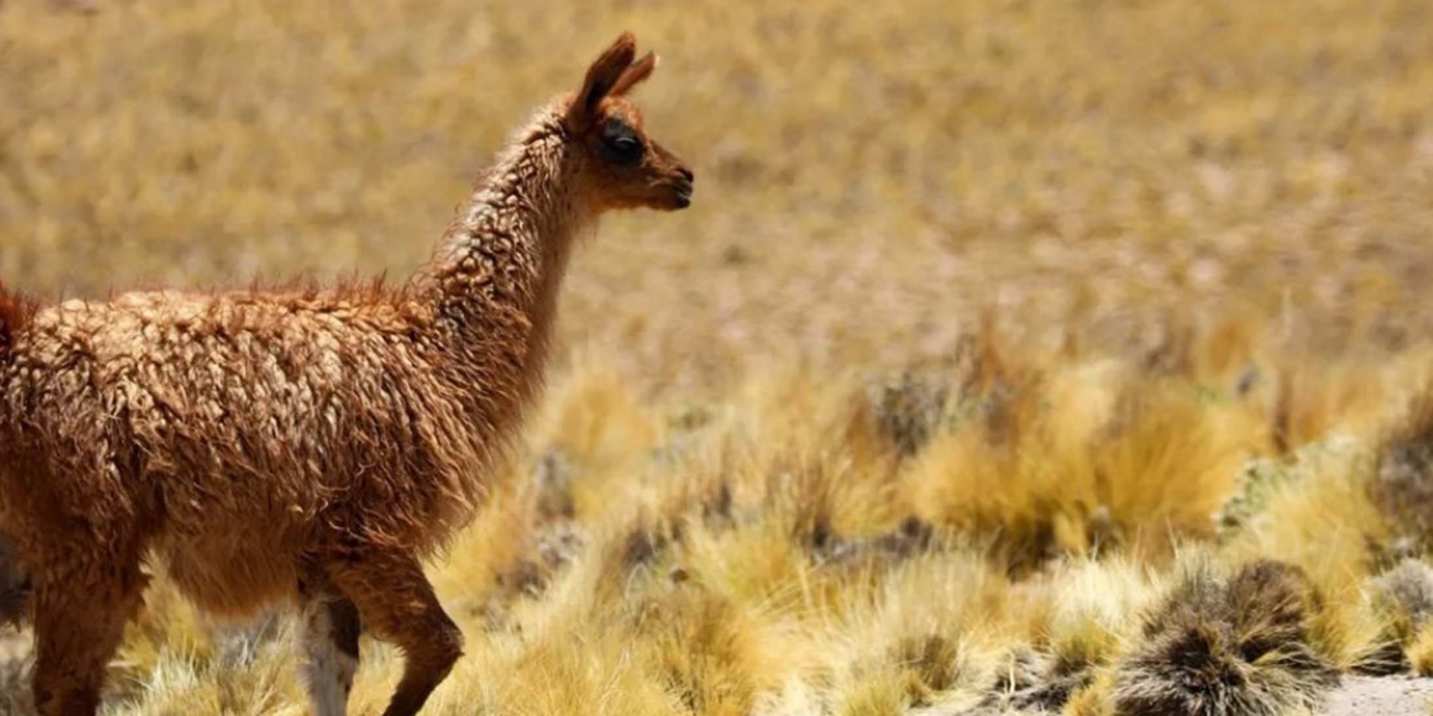 Wildlife Wonders: A Safari Through Atacama Desert’s Animal Kingdom ...